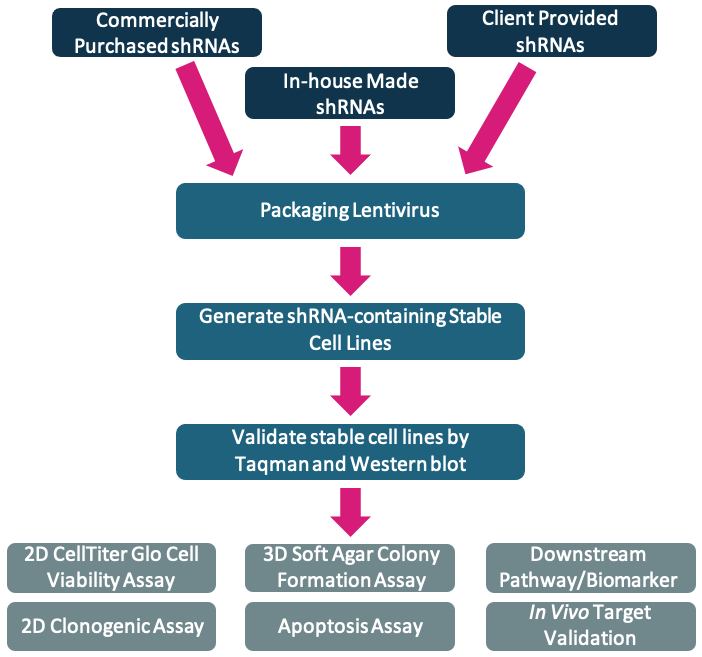 shRNA-Mediated Target Gene Knockdown and Stable Cell Line Generation