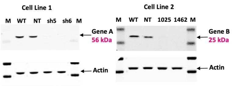 shRNA Mediated Target Gene Knockdown and Stable Cell Line Generation ... shRNA Mediated Target Gene Knockdown and Stable Cell Line Generation ...